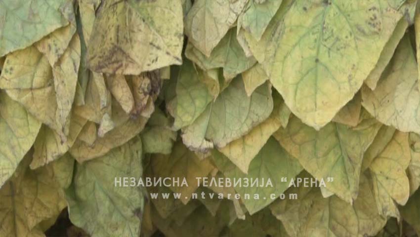 Proizvodnja duvana na izdahu | NTV Arena