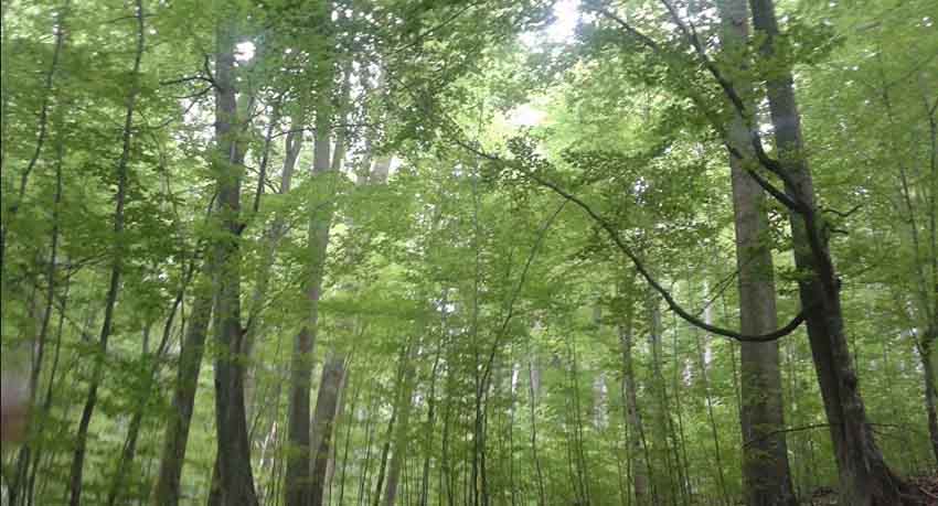 Bukove šume u Srbiji nominovane za svjetsku prirodnu baštinu | NTV Arena