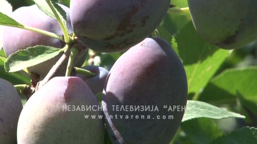 Voćari u Srpskoj očekuju dobar rod šljive | NTV Arena