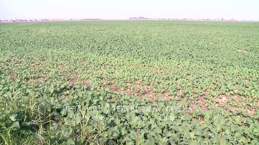 Uljana repica u izuzetno dobrom stanju; Optimalni rok za sjetvu pšenice do 25. oktobra /VIDEO ...